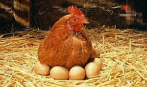 Bisnis Ternak Ayam Petelur untuk Pemula, Panduan Lengkap - AyamPedia